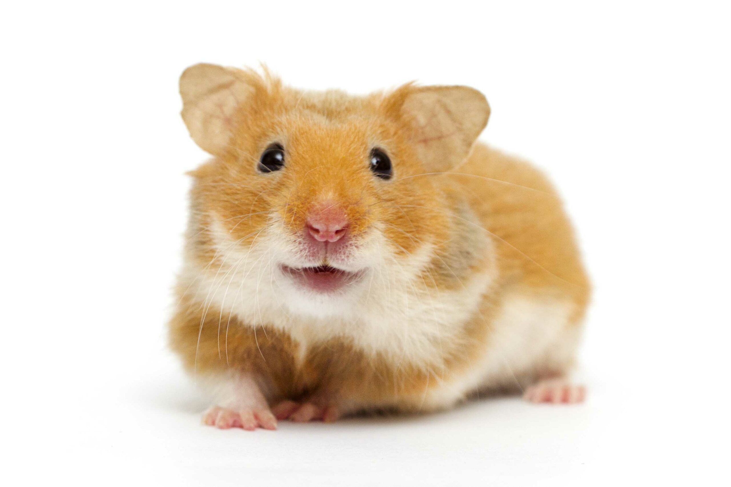 Prices and offers - Bold Vets